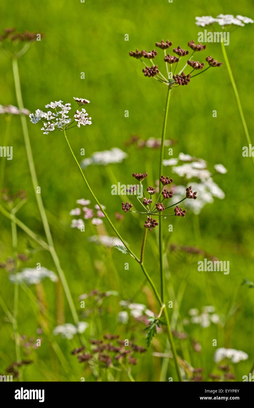 Japanese hedge-parsley, Upright hedge-parsley, Erect hedge-parsley ...