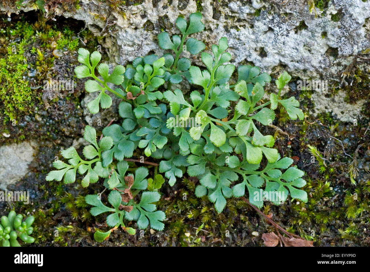 Wallrue spleenwort (Asplenium ruta-muraria), in a wall crevice, Germany ...