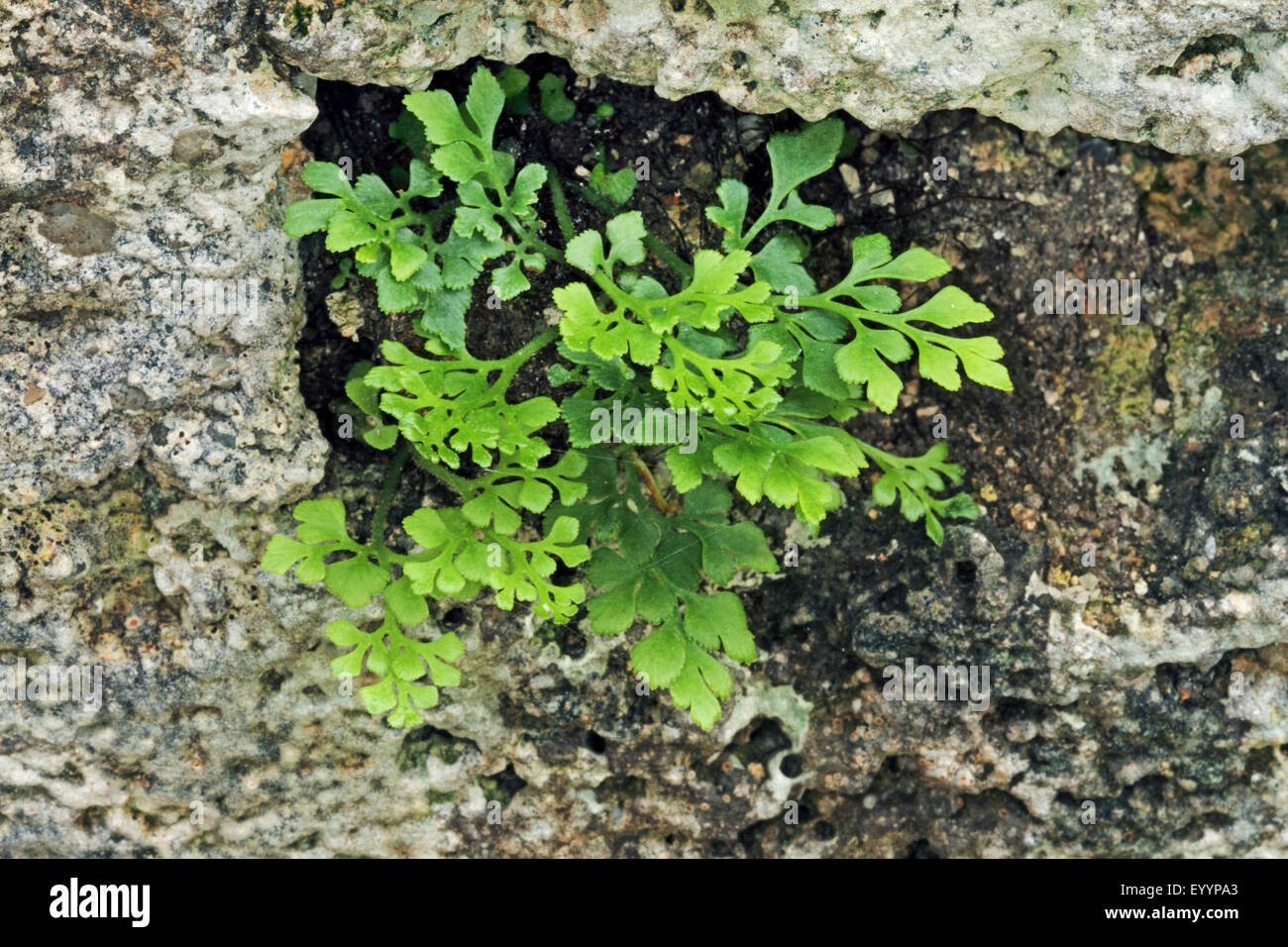 Wallrue spleenwort (Asplenium ruta-muraria), in a wall crevice, Germany ...