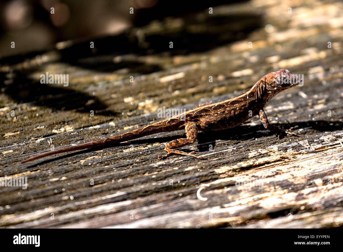 Brown anole, Cuban anole (Anolis sagrei, Norops sagrei), female, USA ...