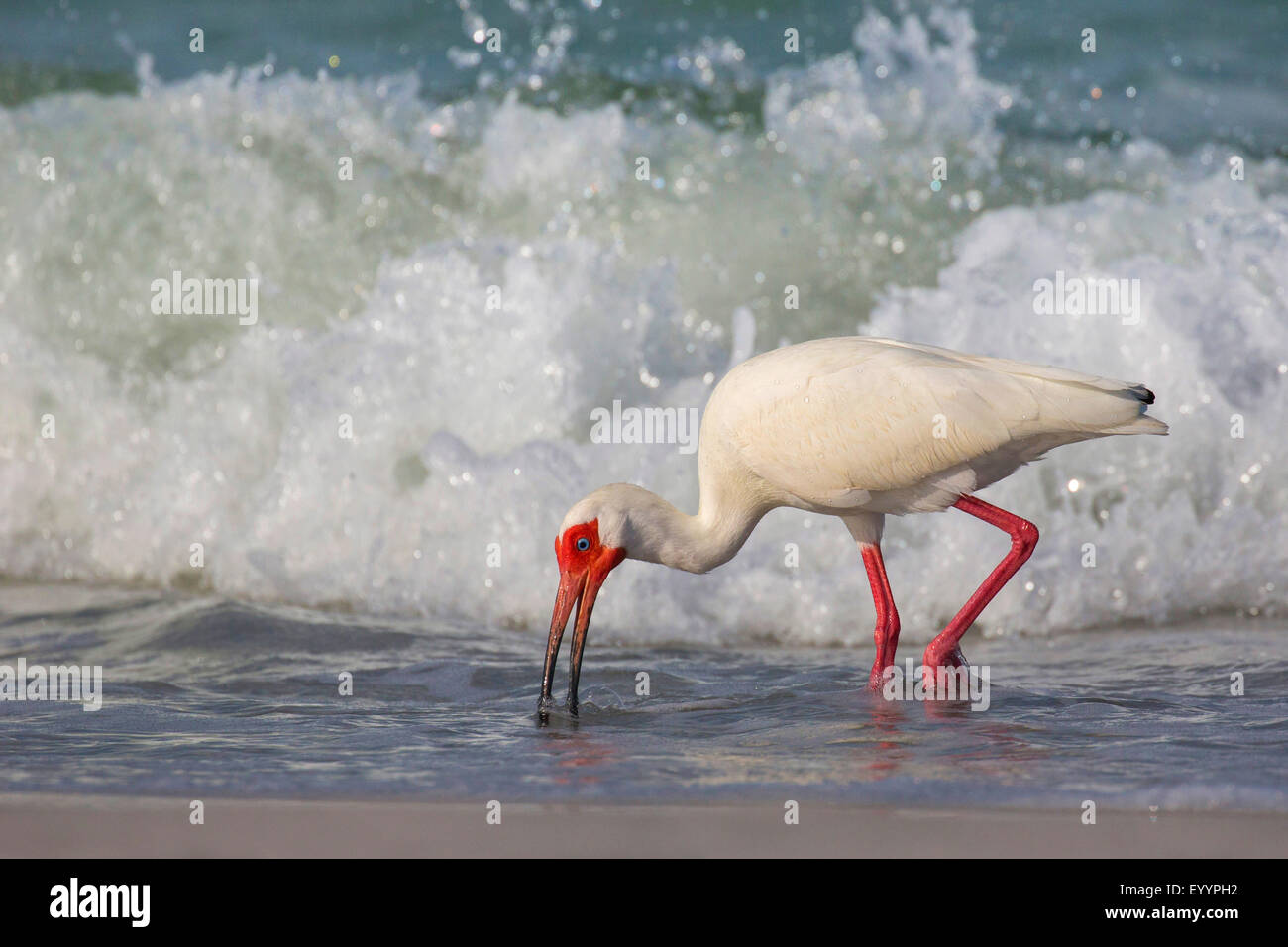 white ibis (Eudocimus albus), searching food in the drift line in front ...