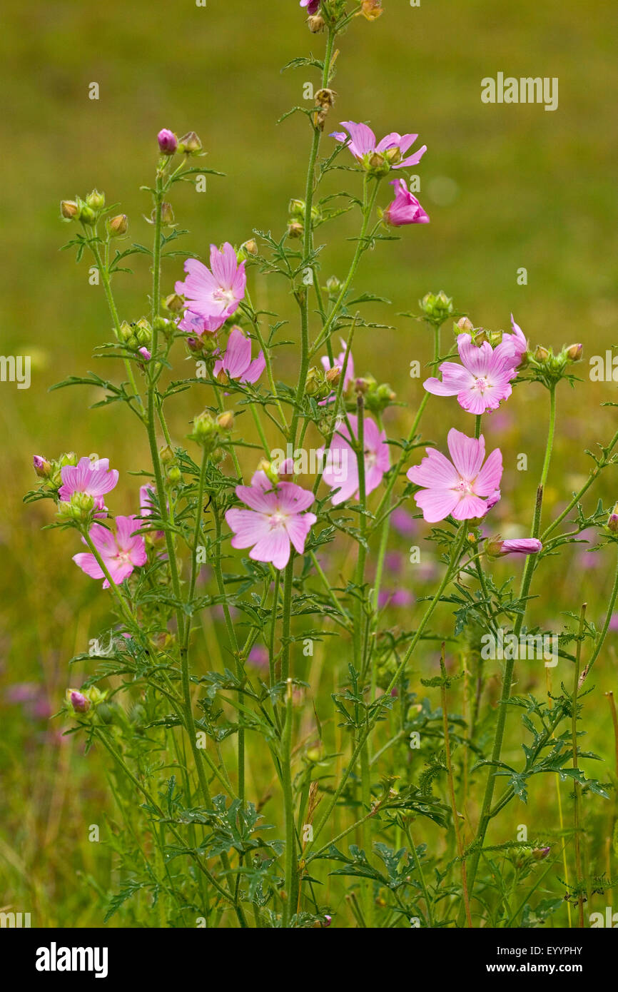 Musk cheeseweed malva moschata hi-res stock photography and images - Alamy