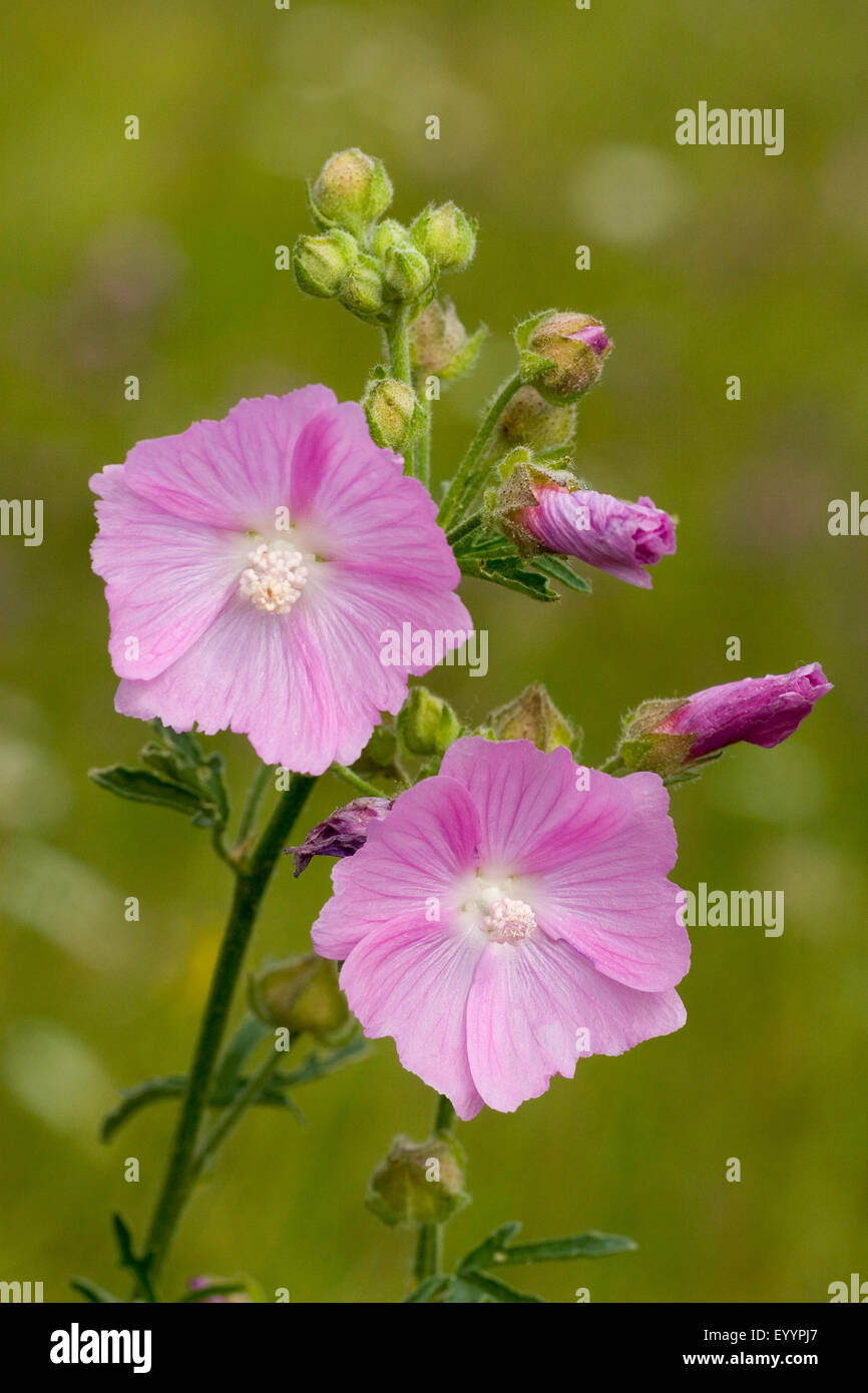 musk mallow, musk cheeseweed (Malva moschata), blooming, Germany Stock ...