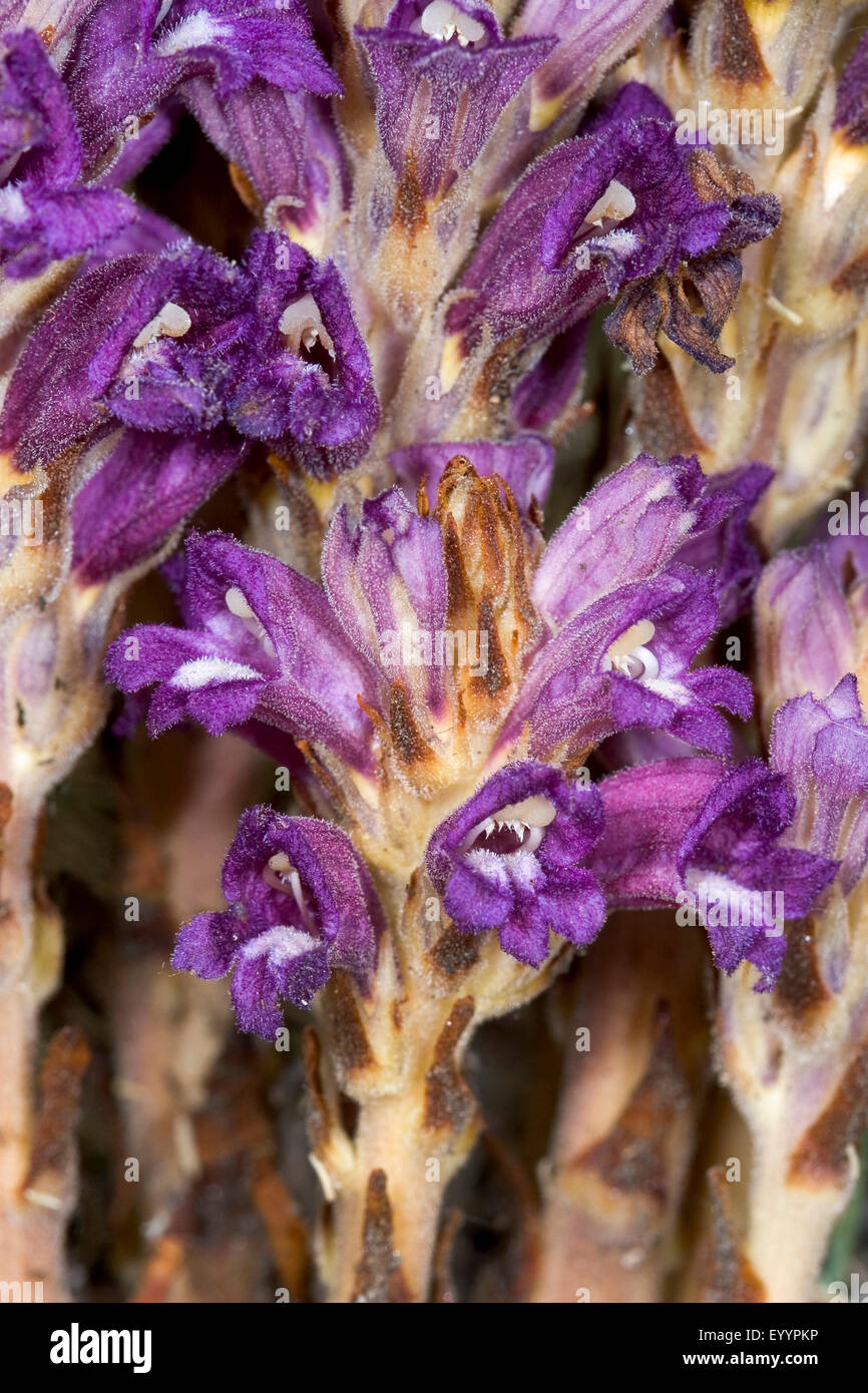 Broom rapes hi-res stock photography and images - Alamy