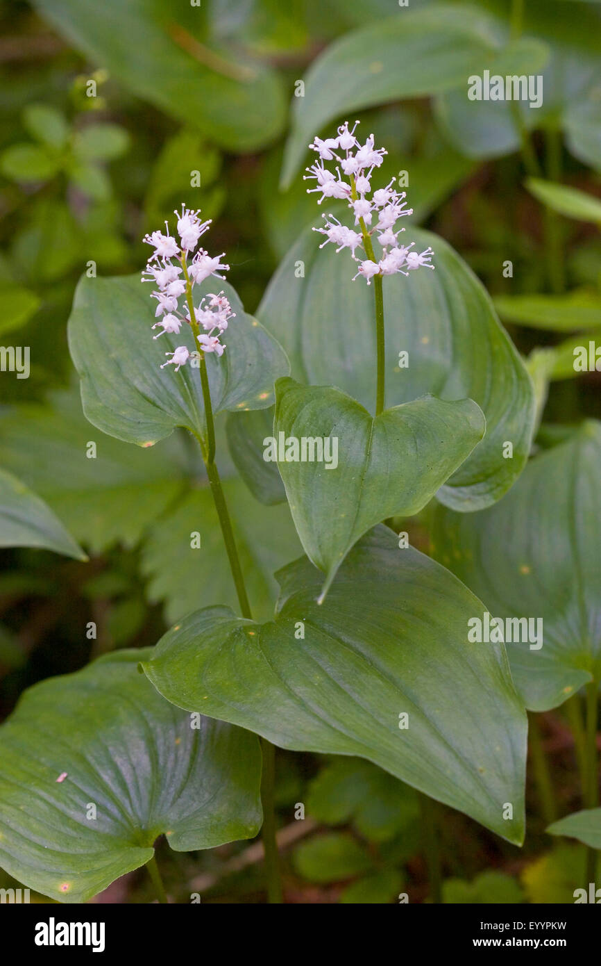 may lily (Maianthemum bifolium), flowering, Germany Stock Photo - Alamy