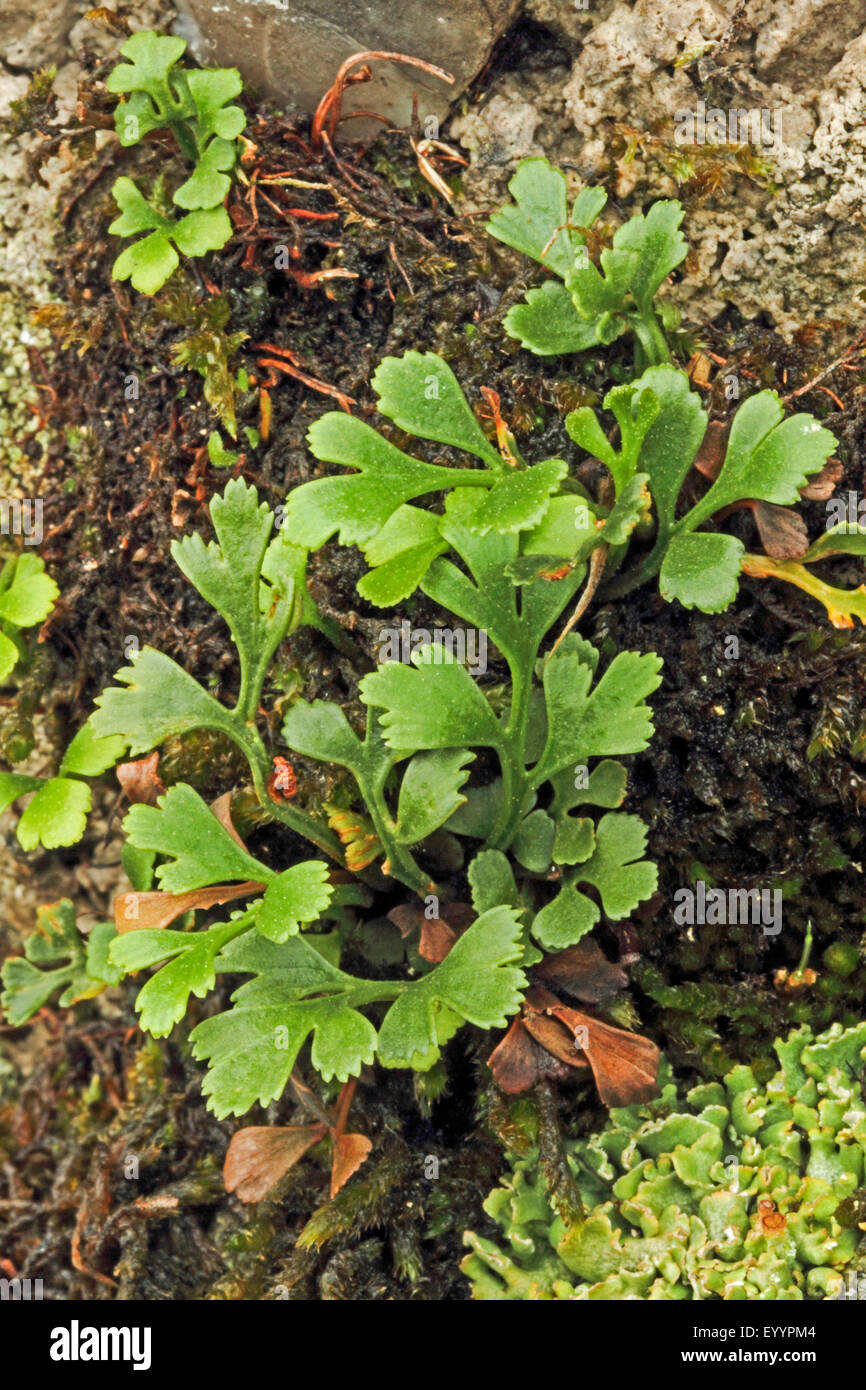 Murbeck's Spleenwort (Asplenium x murbeckii), hybrid of Asplenium ruta ...