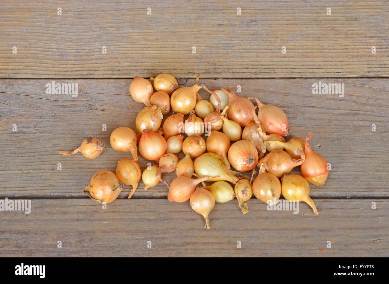 Garden onion, Bulb Onion, Common Onion (Allium cepa), onion sets Stock ...
