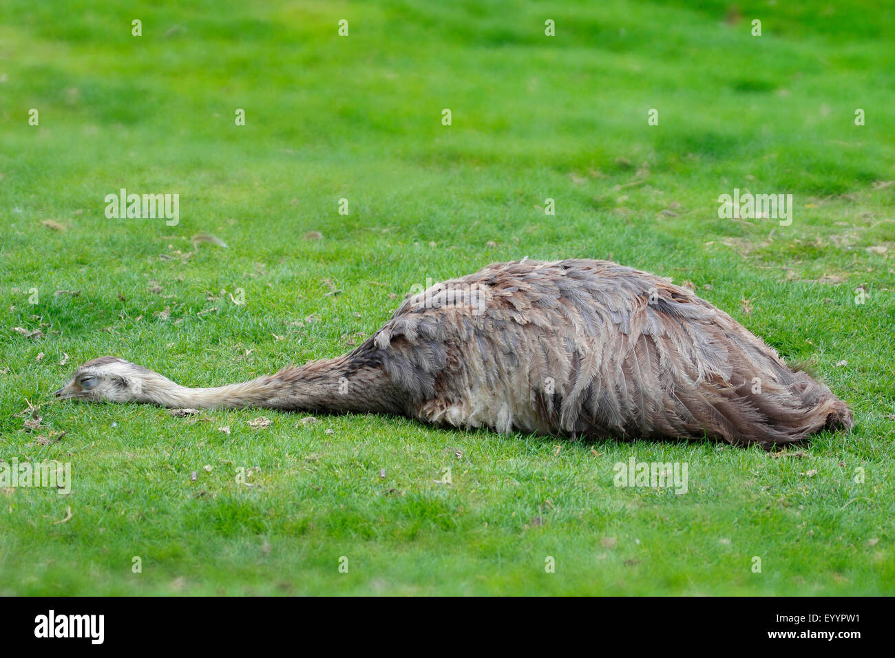 Animal Funny Sleeping High Resolution Stock Photography and Images - Alamy