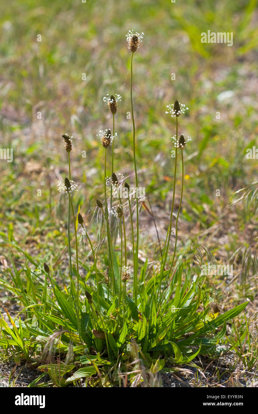 buckhorn plantain, English plantain, ribwort plantain, rib grass ...