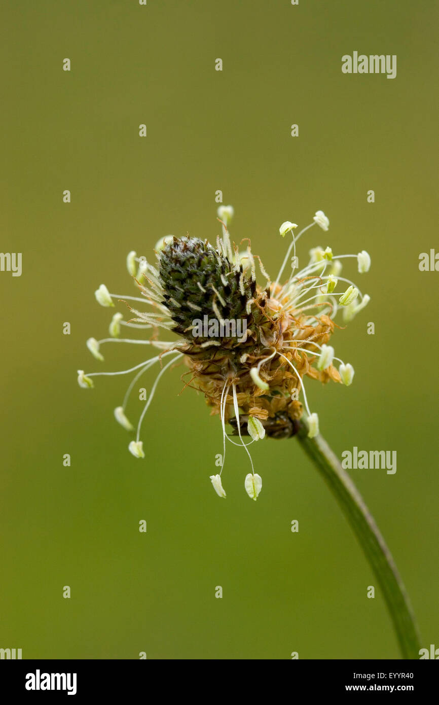 buckhorn plantain, English plantain, ribwort plantain, rib grass ...