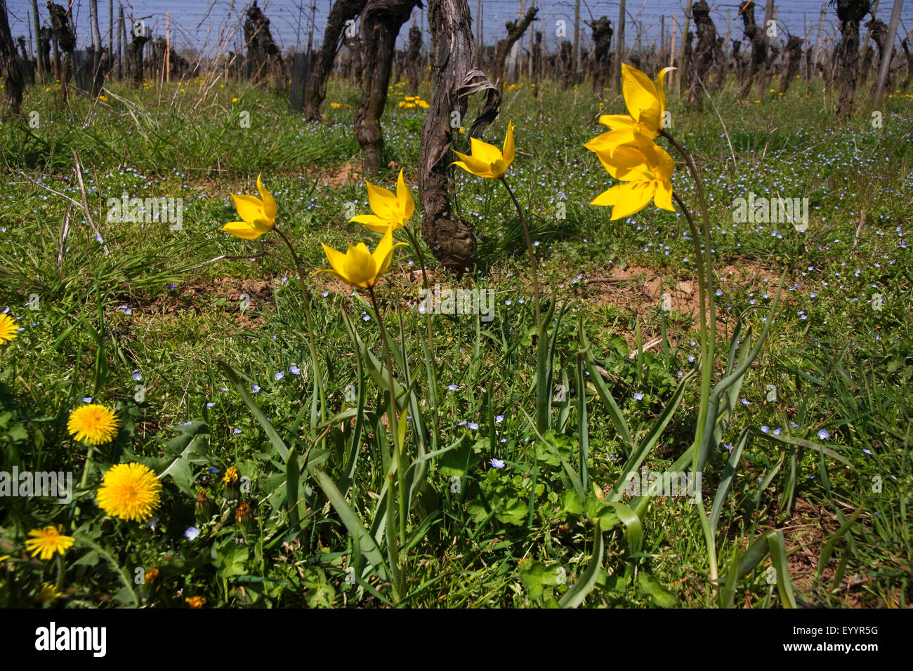 wild tulip (Tulipa sylvestris), flowering wild tulips at a vineyard ...