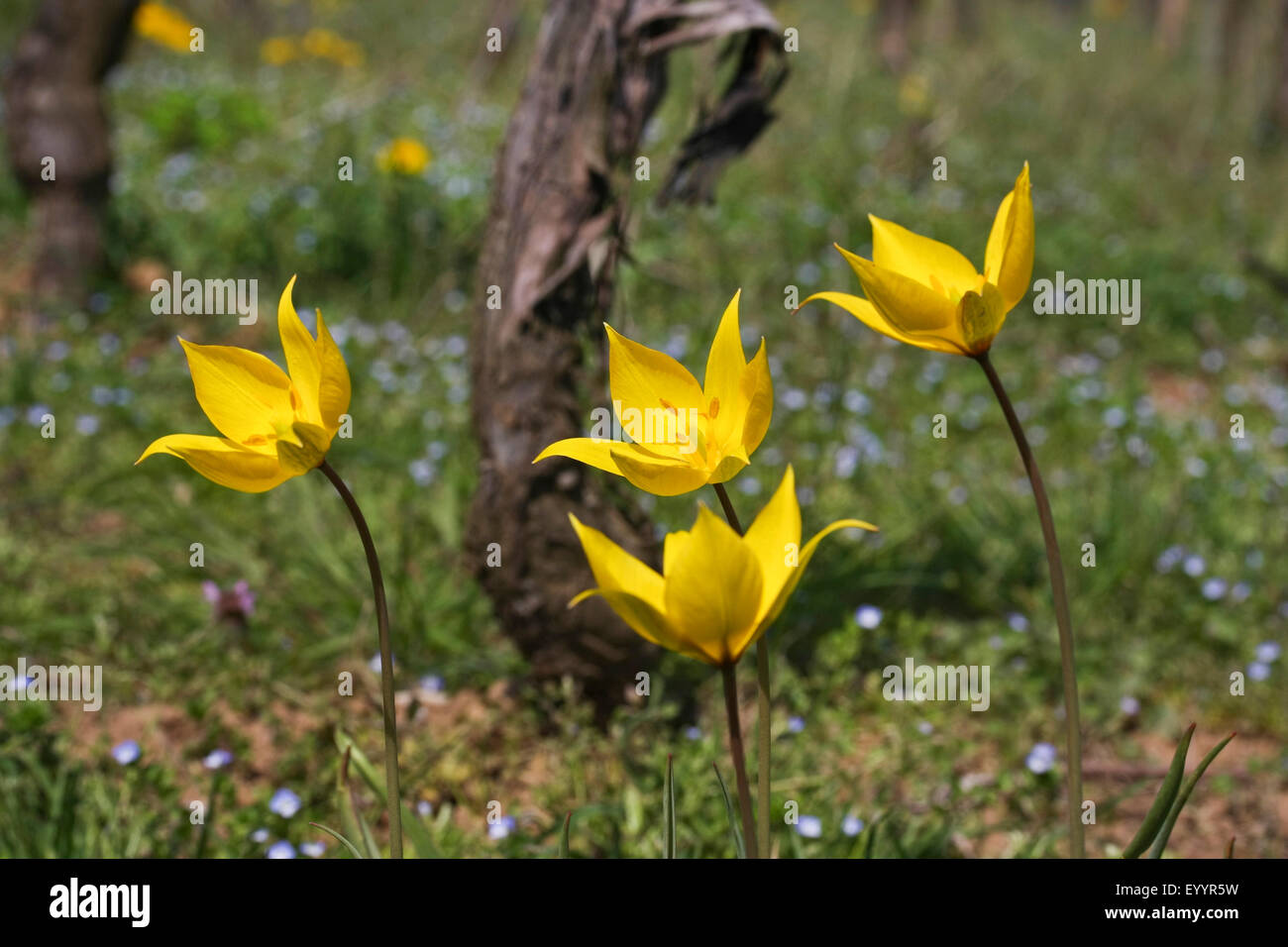 Flowering wild species hi-res stock photography and images - Alamy