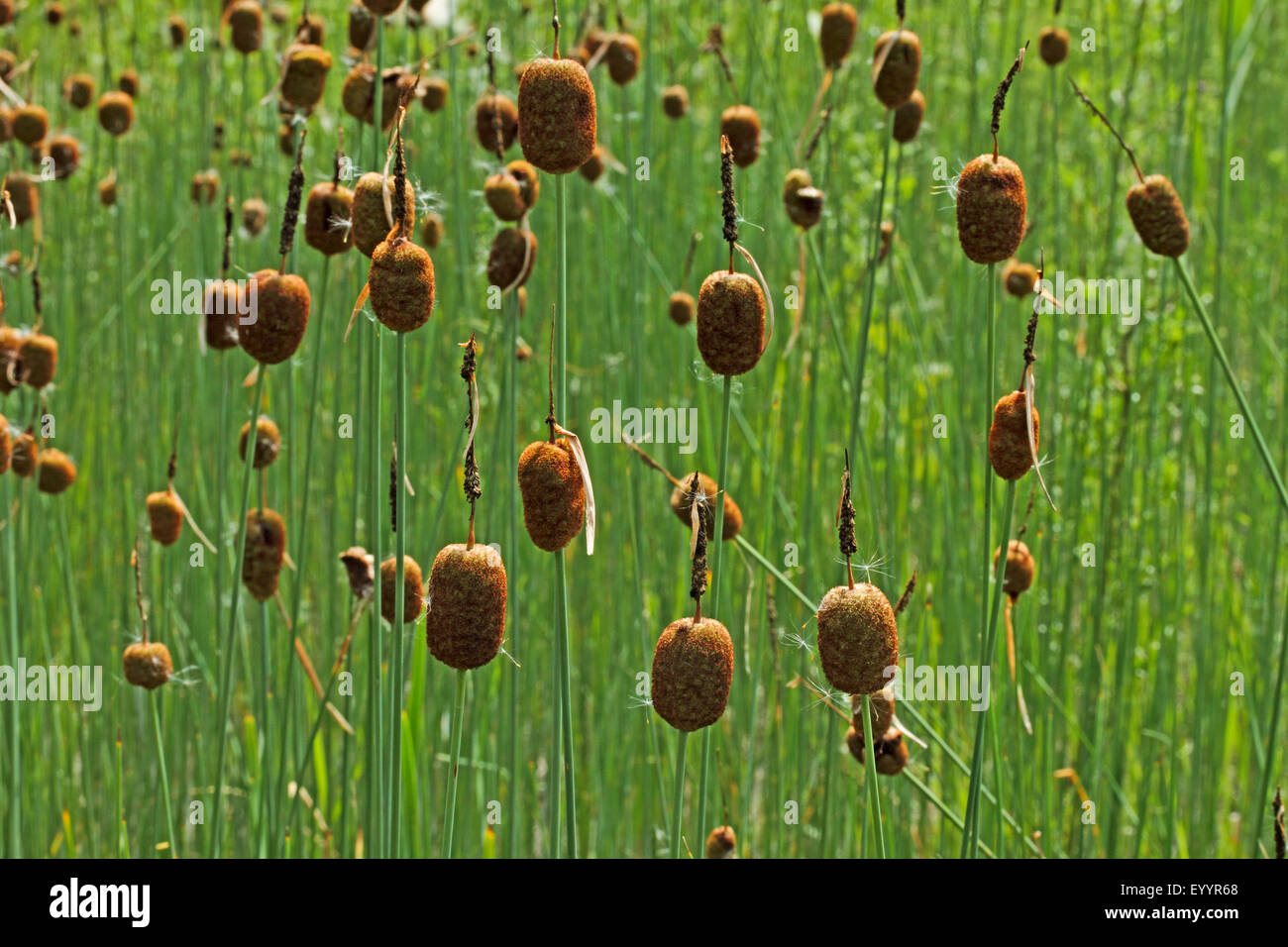 Dwarf Bulrush, Miniature Cattail, Least Bulrush (Typha minima ...