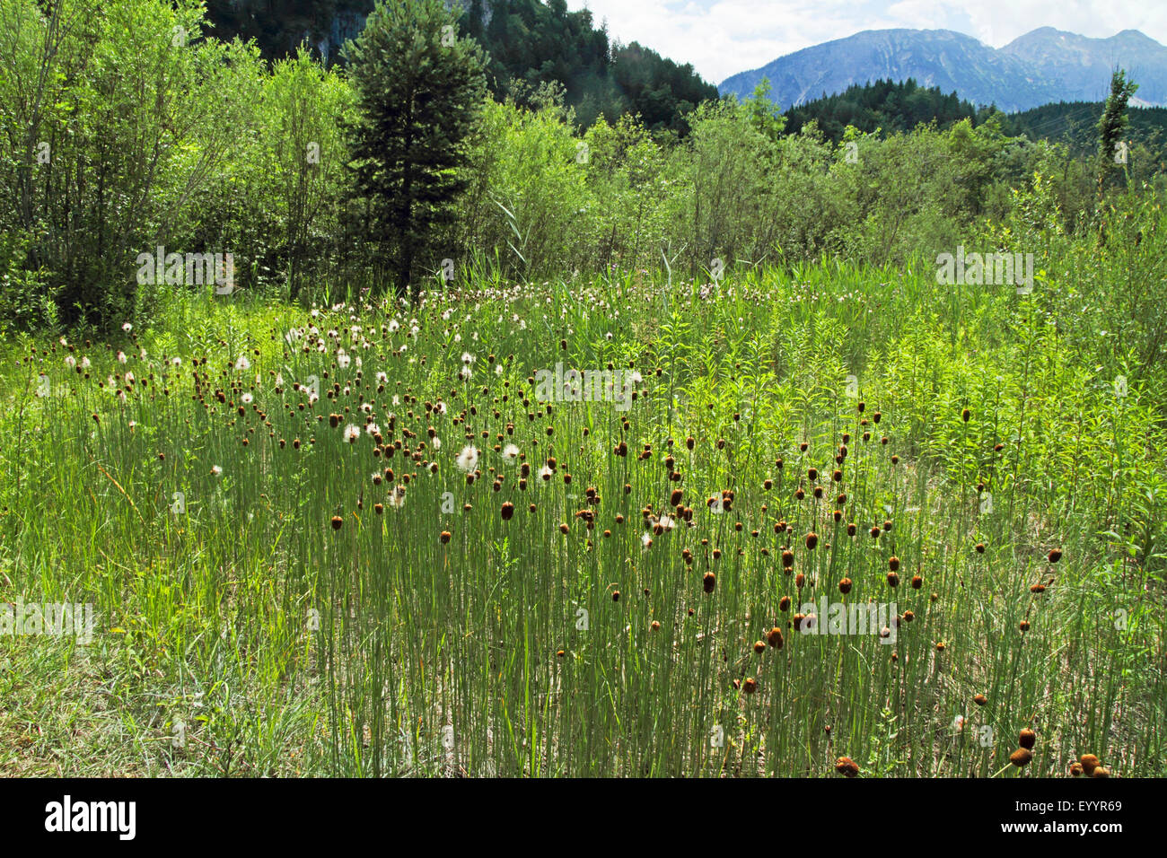 Dwarf bulrush typha minima hi-res stock photography and images - Alamy