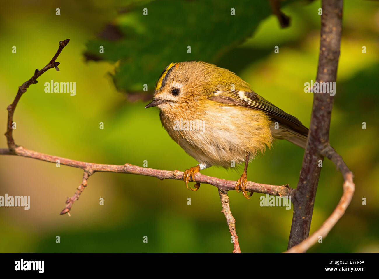 Female goldcrest hi-res stock photography and images - Alamy