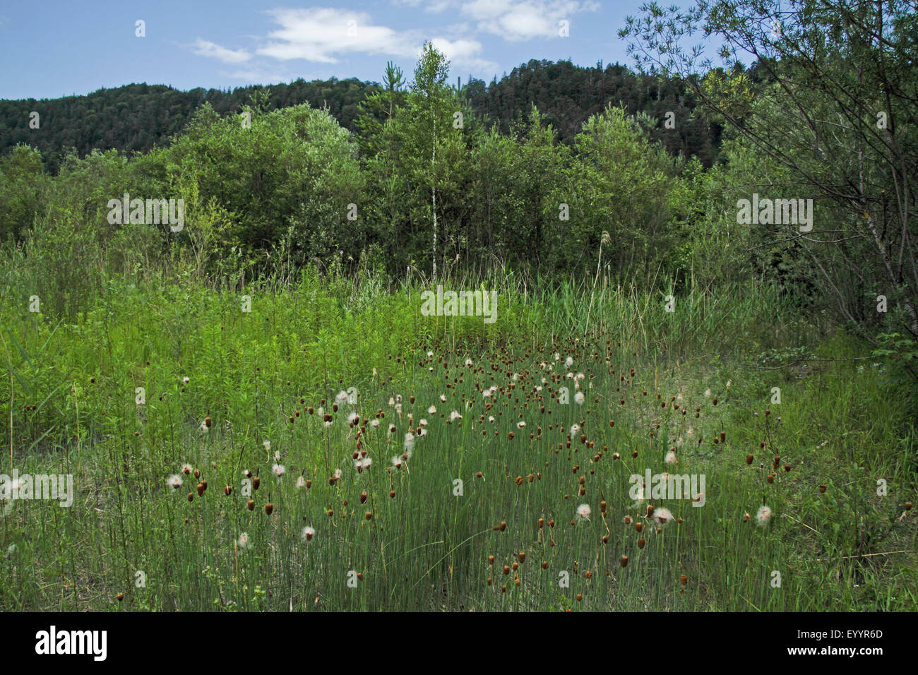 Dwarf Bulrush, Miniature Cattail, Least Bulrush (Typha minima ...