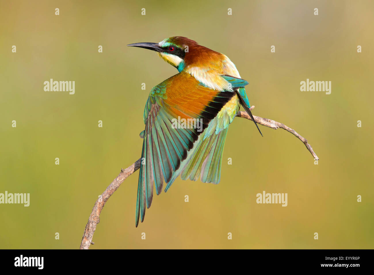 Coloring wings hi-res stock photography and images - Alamy