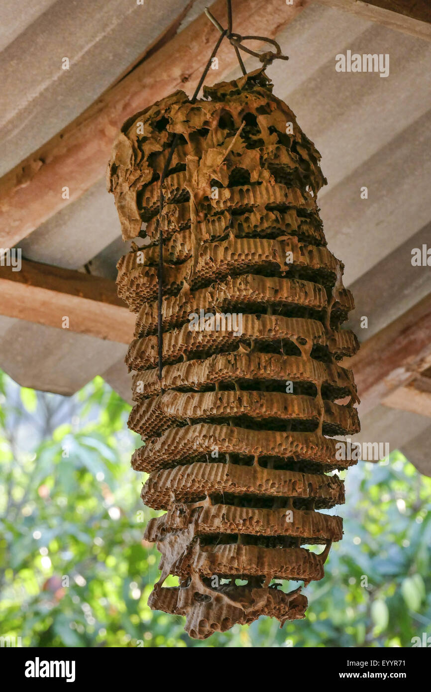 bees (Apidae), honeycombs of wild bees, Thailand, Chiang Rai Stock ...