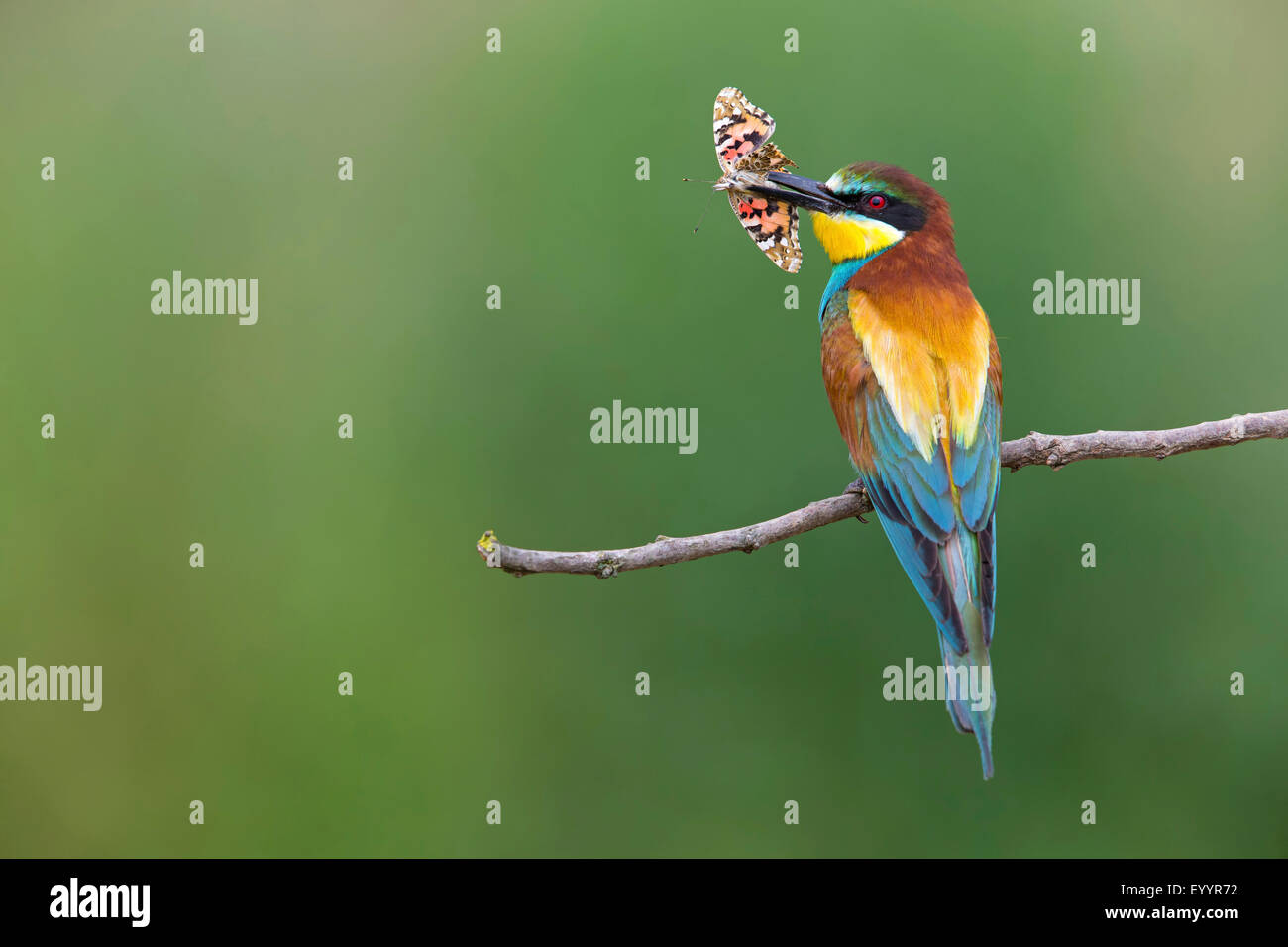 Butterfly coloring hi-res stock photography and images - Alamy