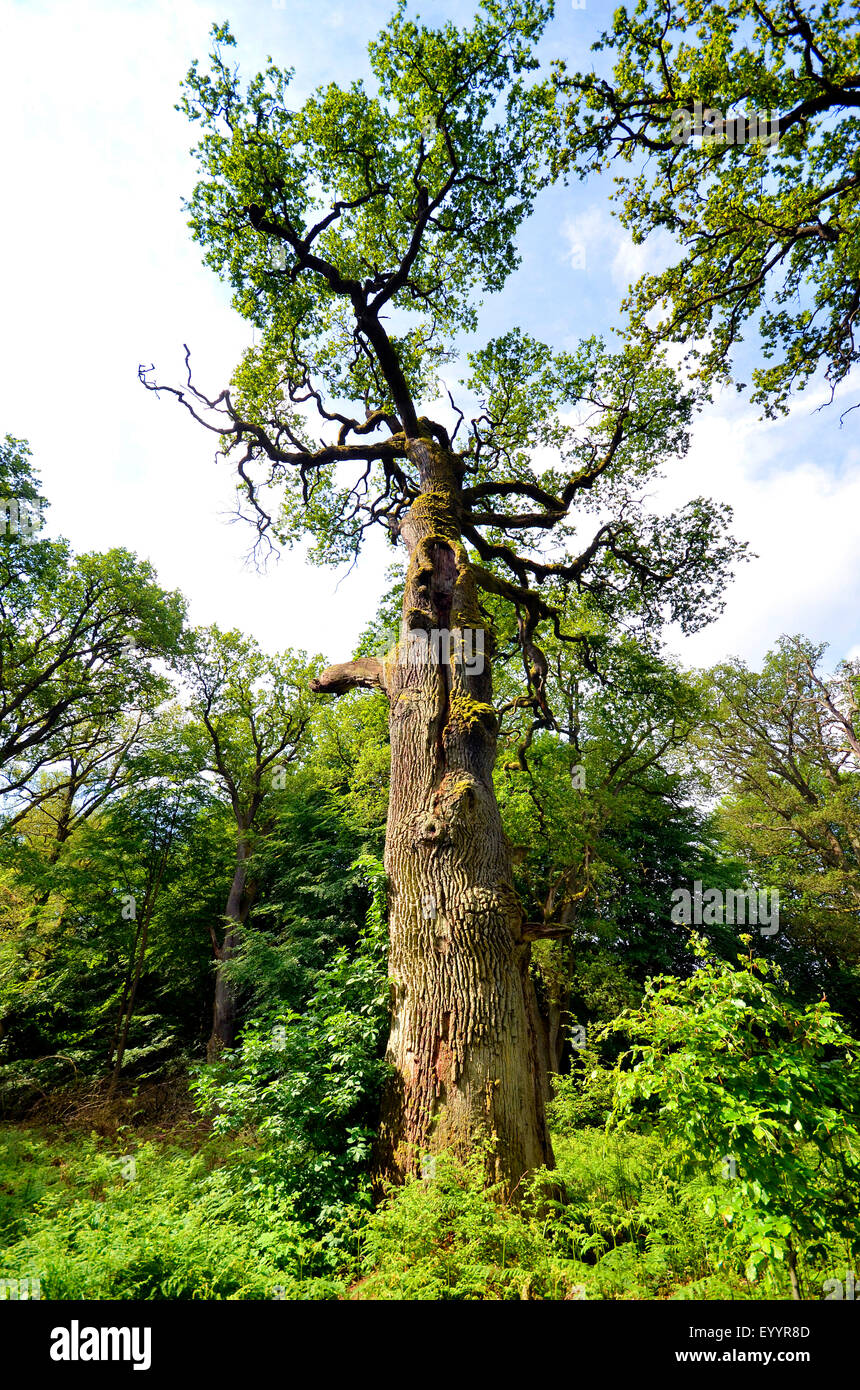 common oak, pedunculate oak, English oak (Quercus robur), old oak in ...