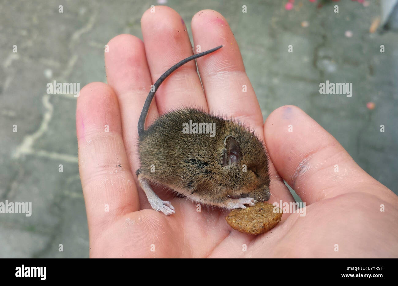 wood mouse, long-tailed field mouse (Apodemus sylvaticus), mouse pup ... wood mouse, long-tailed field mouse (Apodemus sylvaticus), mouse pup ...