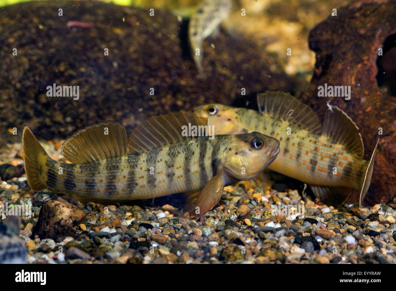 Bluebreast hi-res stock photography and images - Alamy