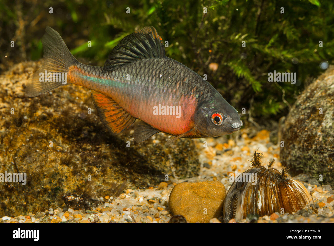 bitterling (Rhodeus amarus, Rhodeus sericeus, Rhodeus sericeus amarus ...