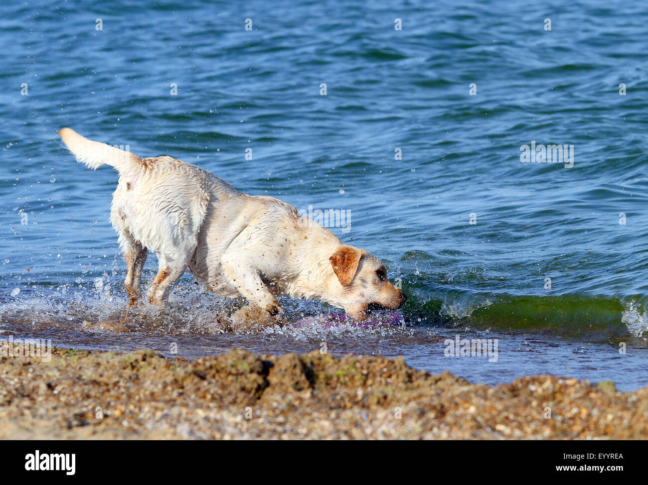 a yellow labrador running by the sea with a toy Stock Photo - Alamy