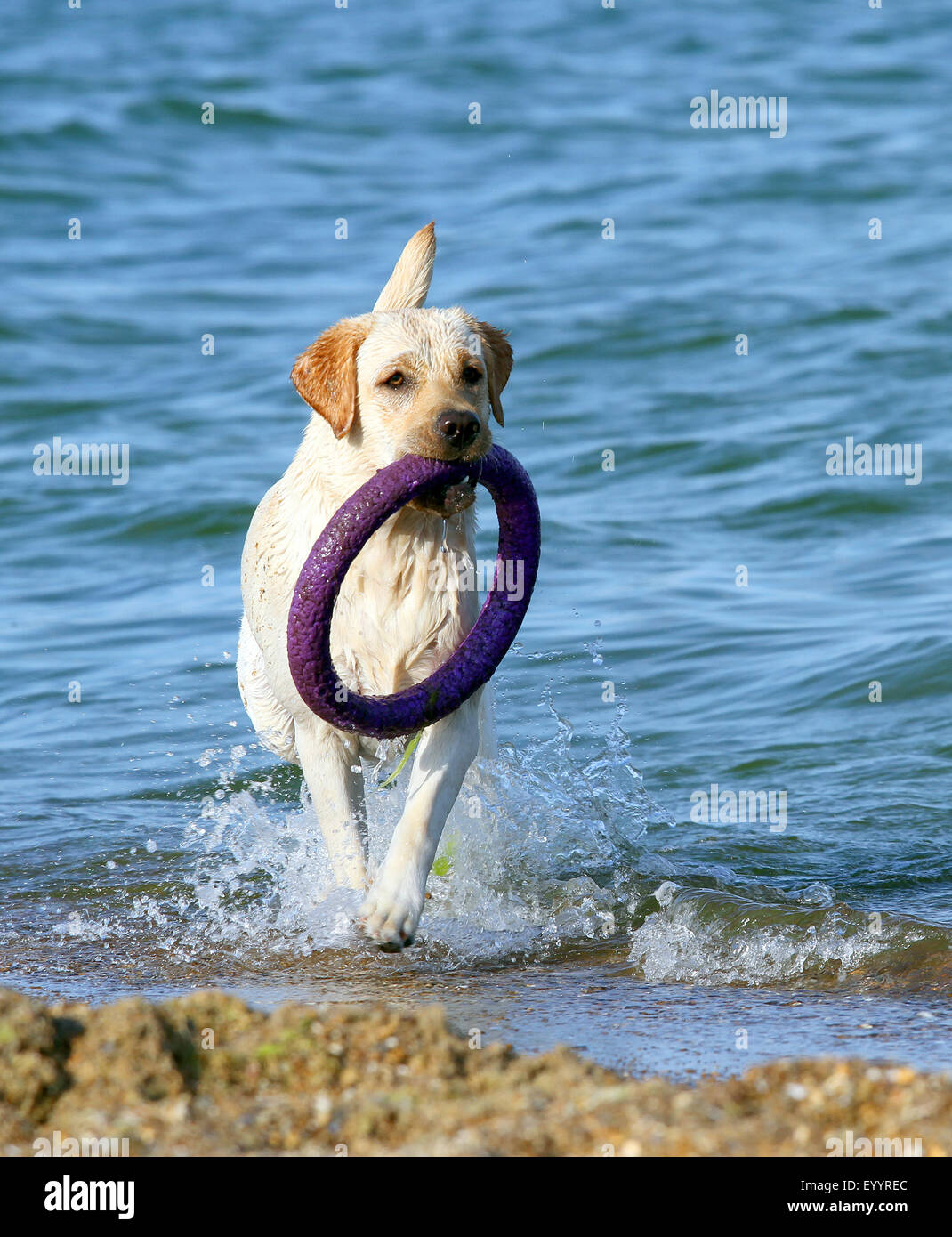 Golden labrador hi-res stock photography and images - Alamy