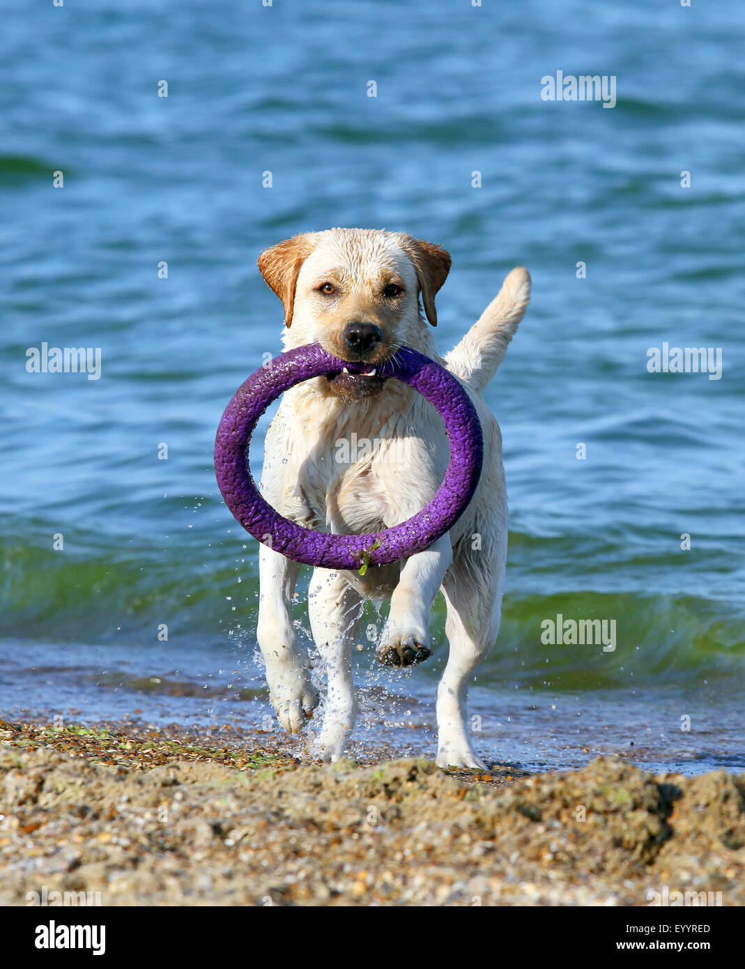 the nice yellow labrador running by the sea with a toy Stock Photo - Alamy