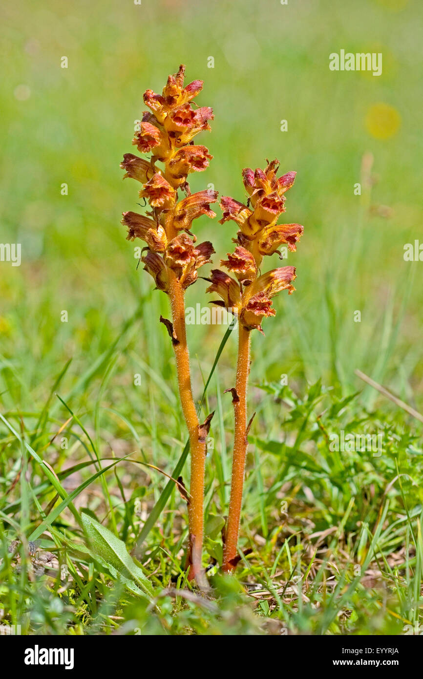 Slender broomrape (Orobanche gracilis), blooming, Germany Stock Photo ...