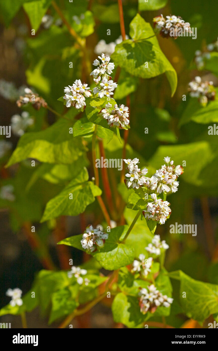 buckwheat (Fagopyrum esculentum), blooming, Germany Stock Photo - Alamy