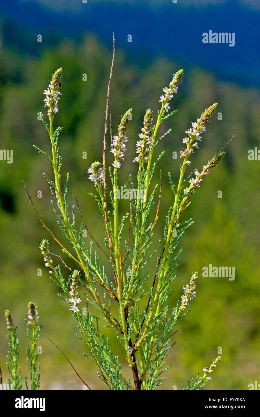 Tamarisk bushes hi-res stock photography and images - Alamy