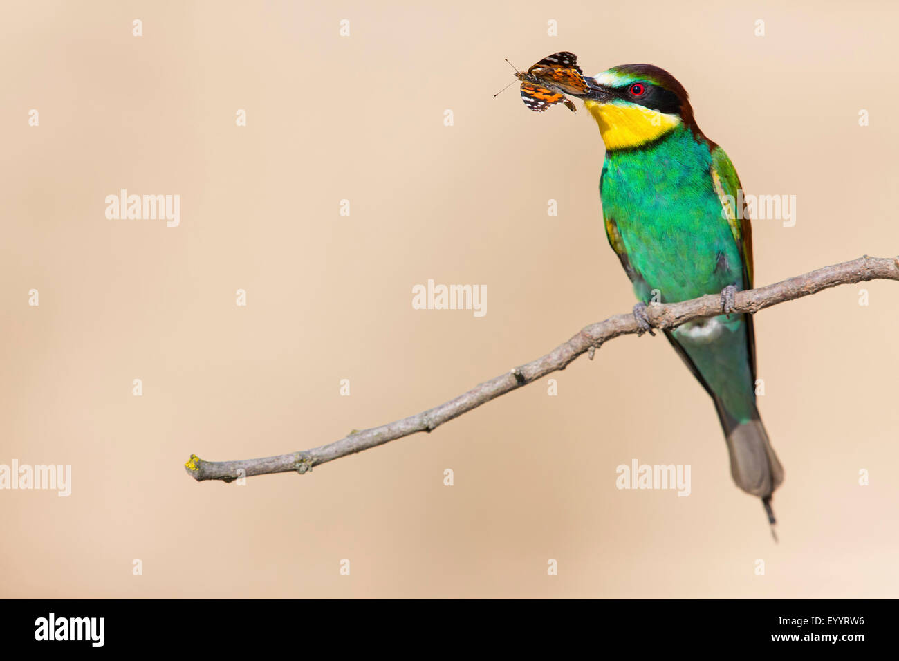 Butterfly coloring hi-res stock photography and images - Alamy