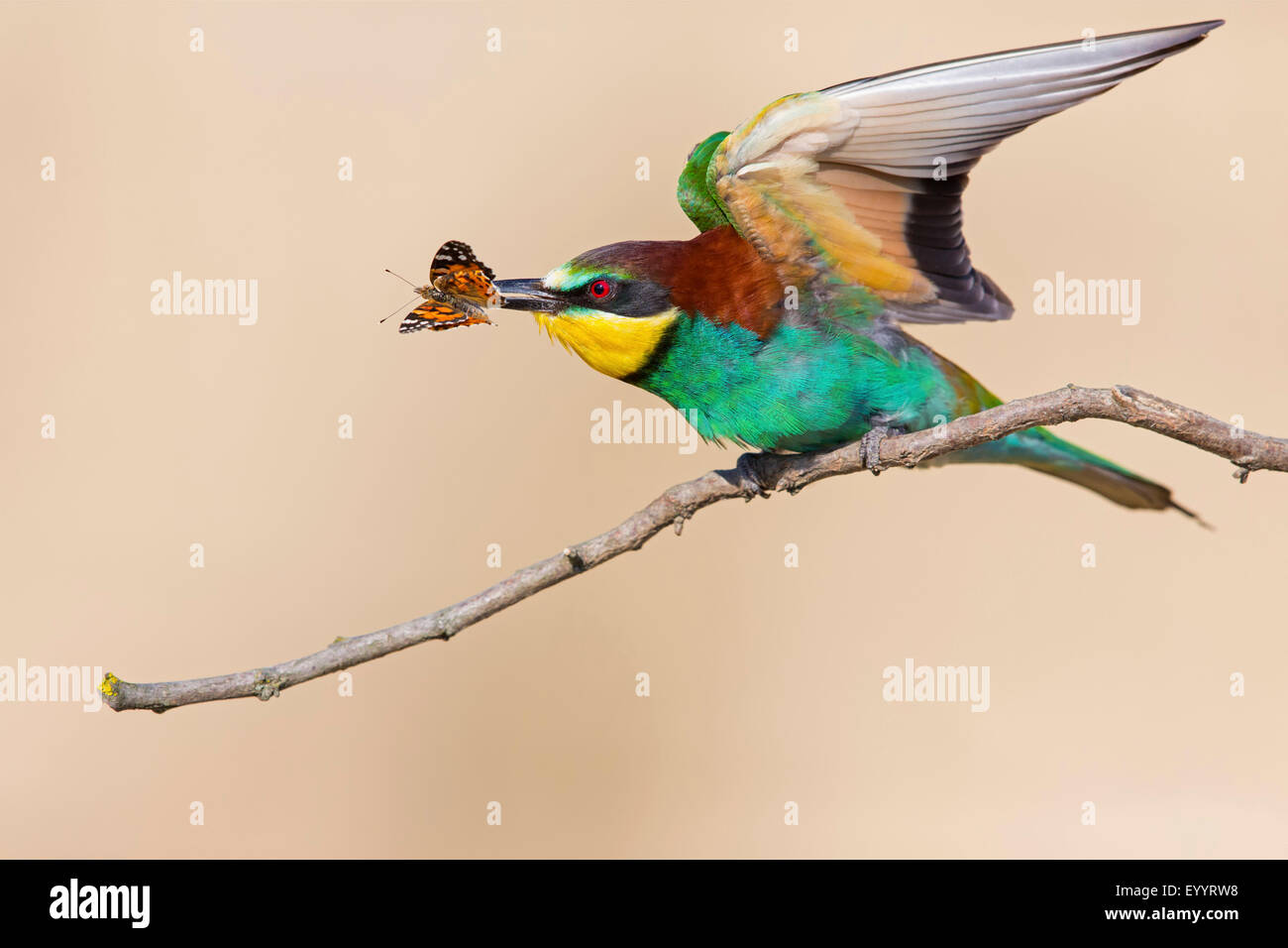 Coloring wings hi-res stock photography and images - Alamy