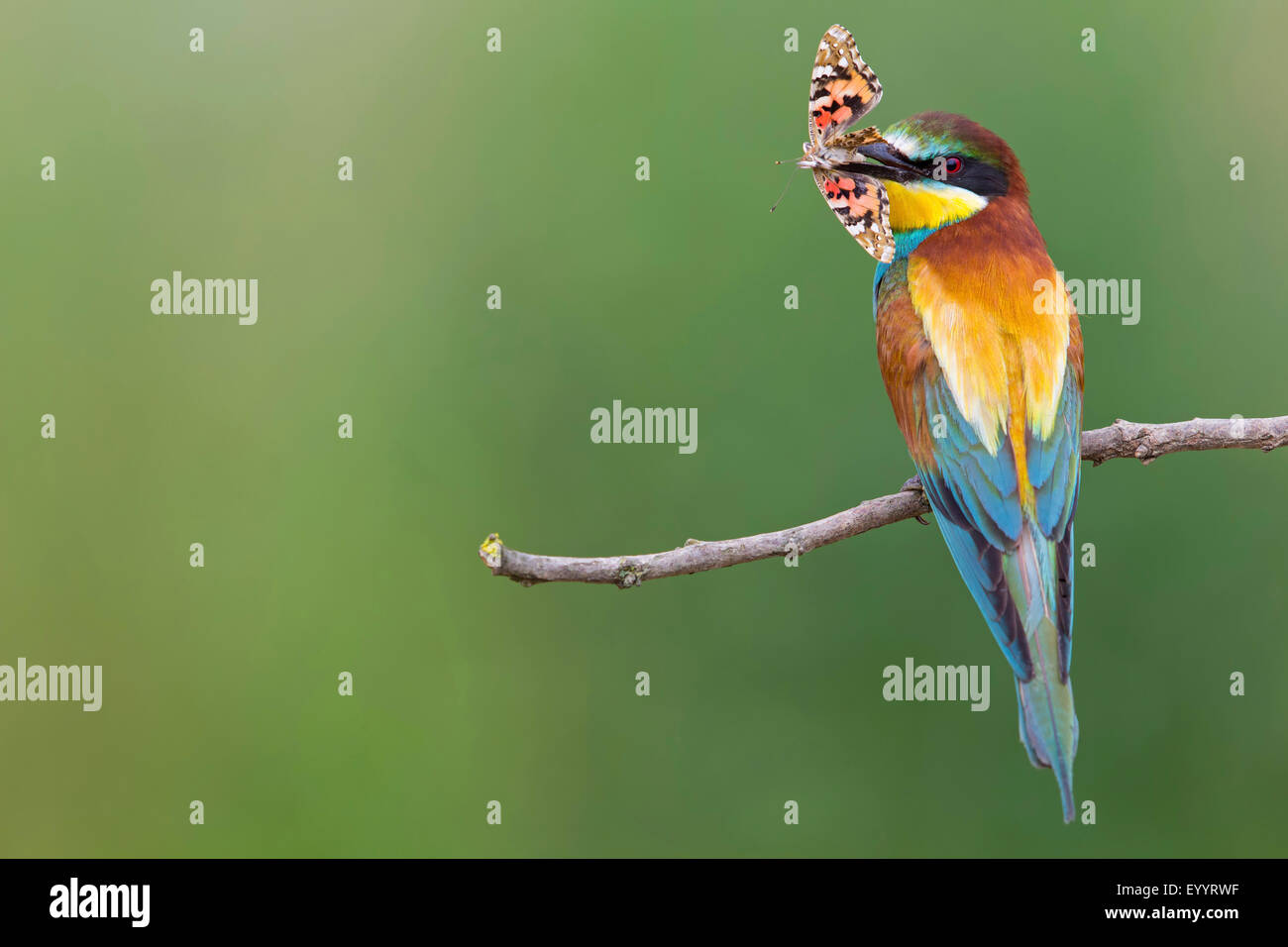 Butterfly coloring hi-res stock photography and images - Alamy