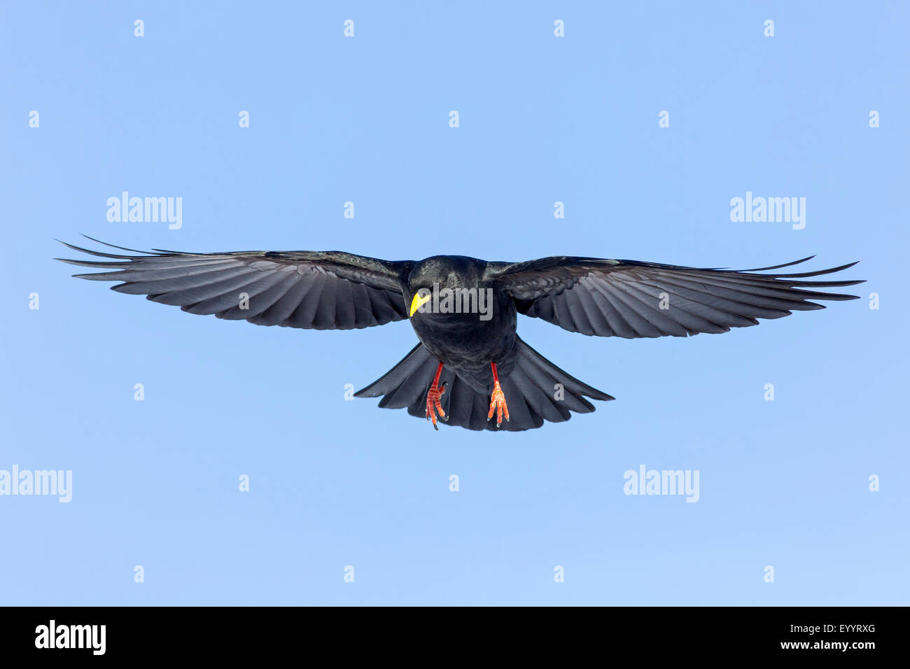 Chough bird hi-res stock photography and images - Alamy
