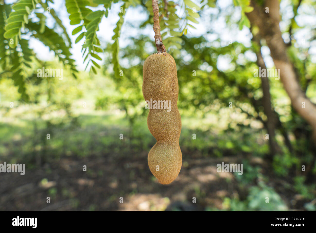 Tamarind (Tamarindus indica), sweet tamarinds on a tree, Thailand ...