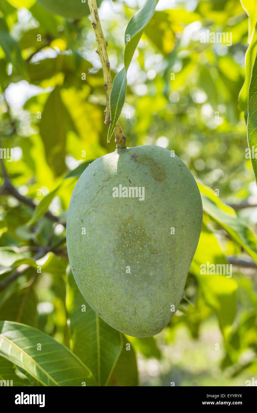 Mango tree mangifera indica hi-res stock photography and images - Alamy
