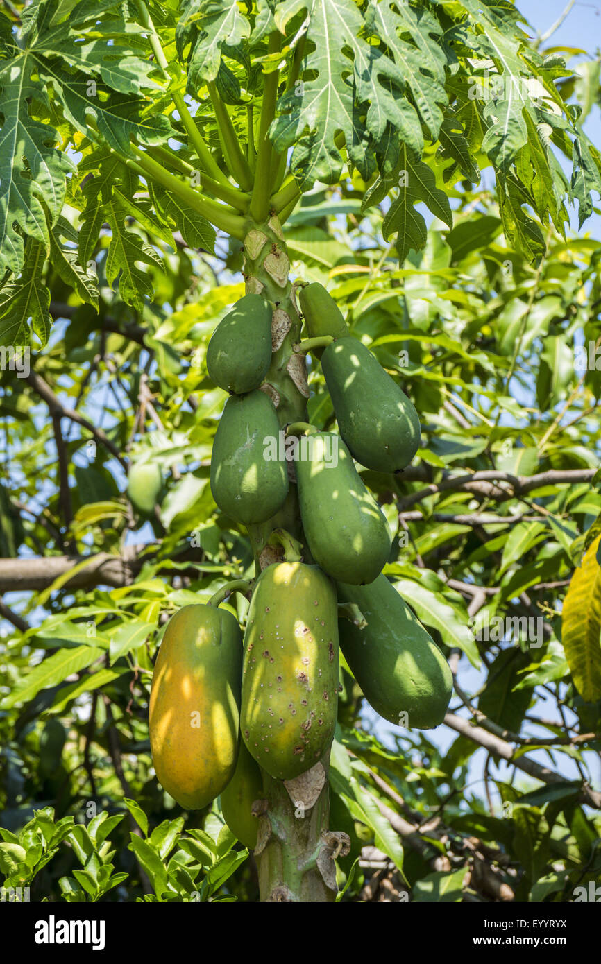 Papaws hi-res stock photography and images - Alamy