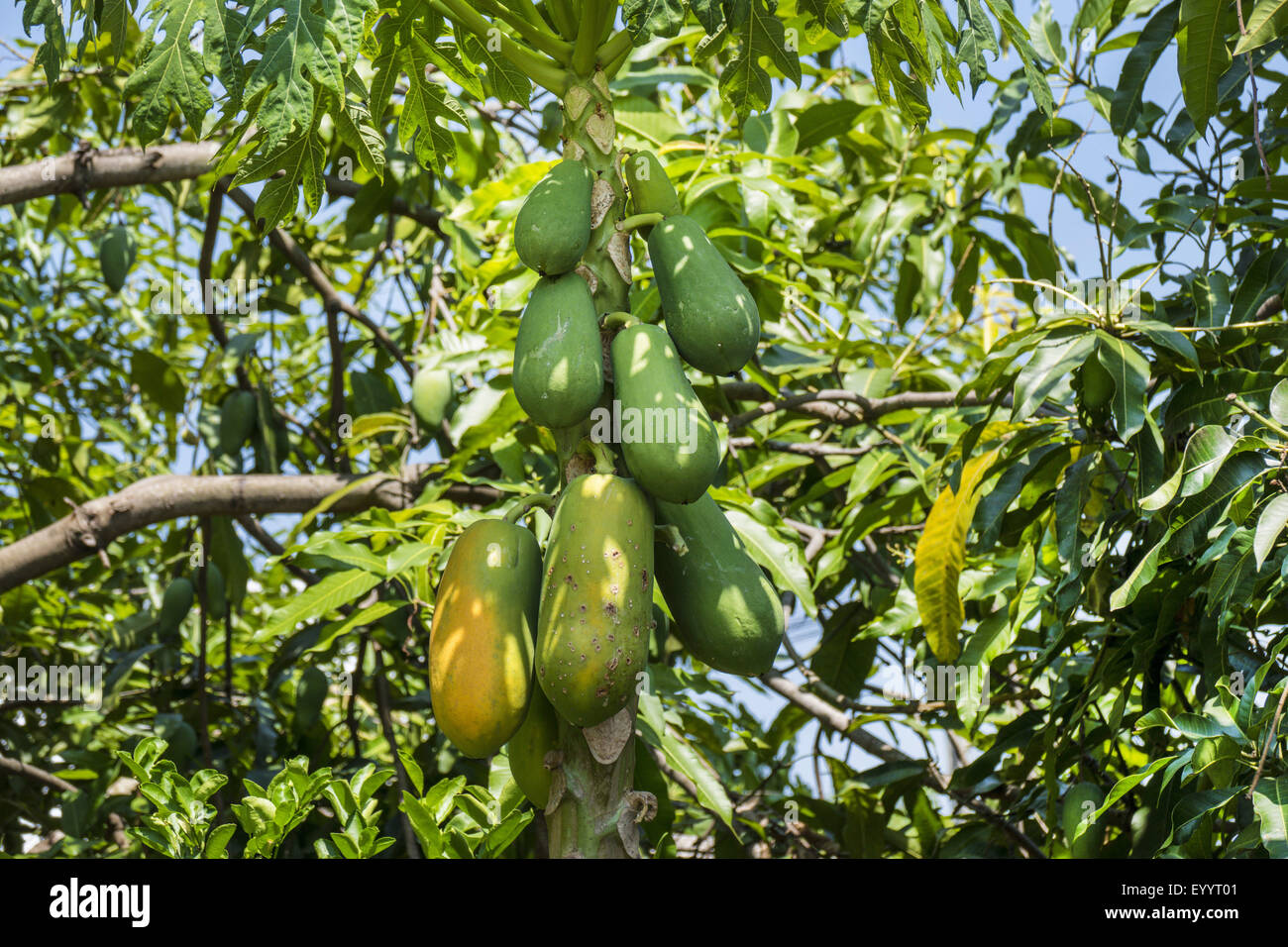 Tree Melons High Resolution Stock Photography and Images - Alamy