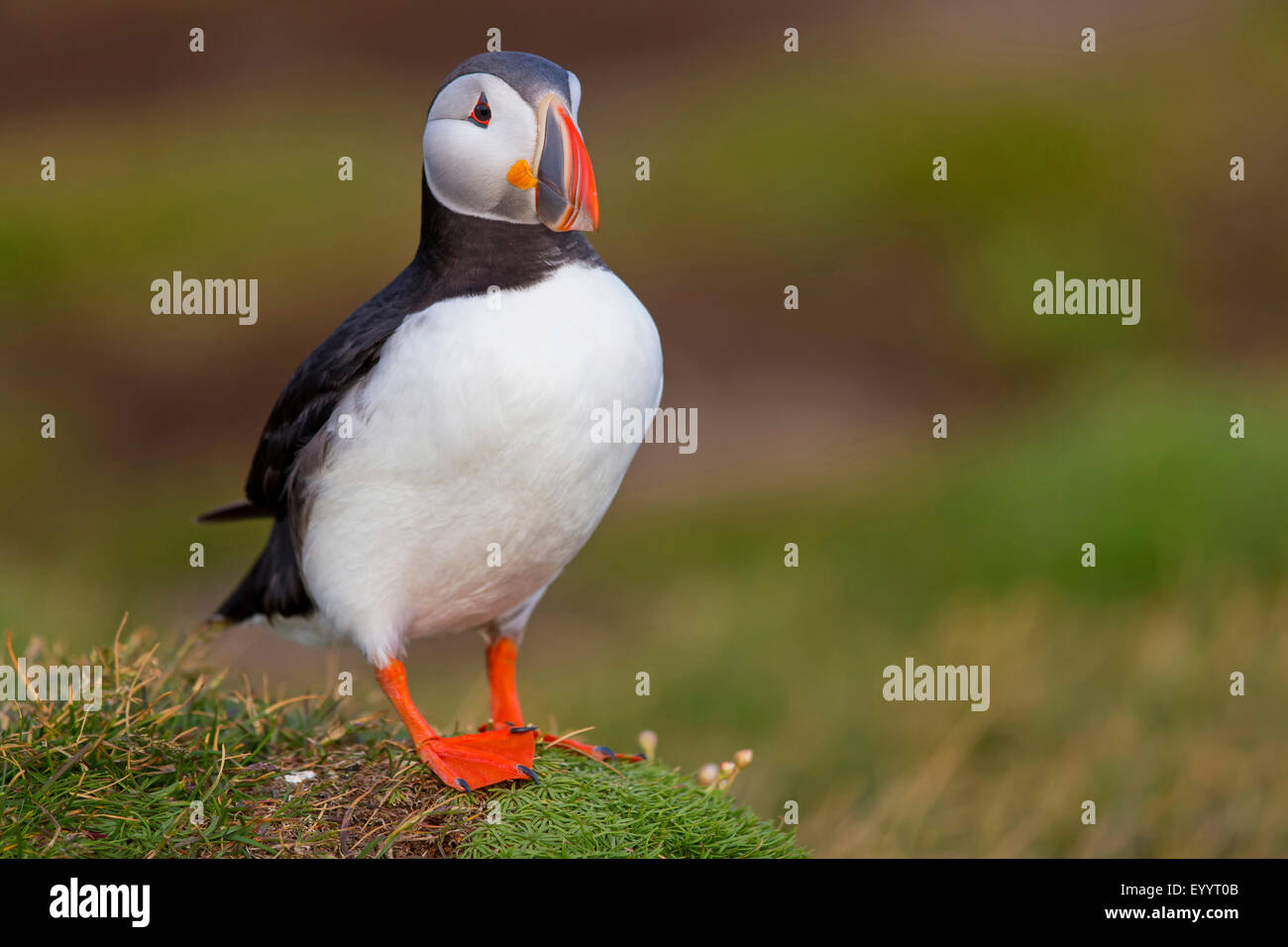 Atlantic puffin, Common puffin (Fratercula arctica), puffin walking on ...