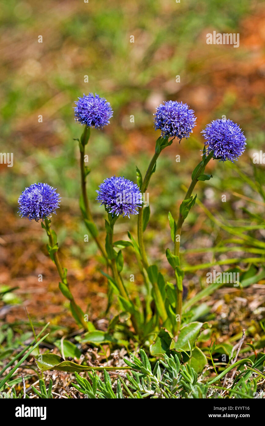Ball Flower, Common Globularia, Common Globe Flower, Globe Daisy ...