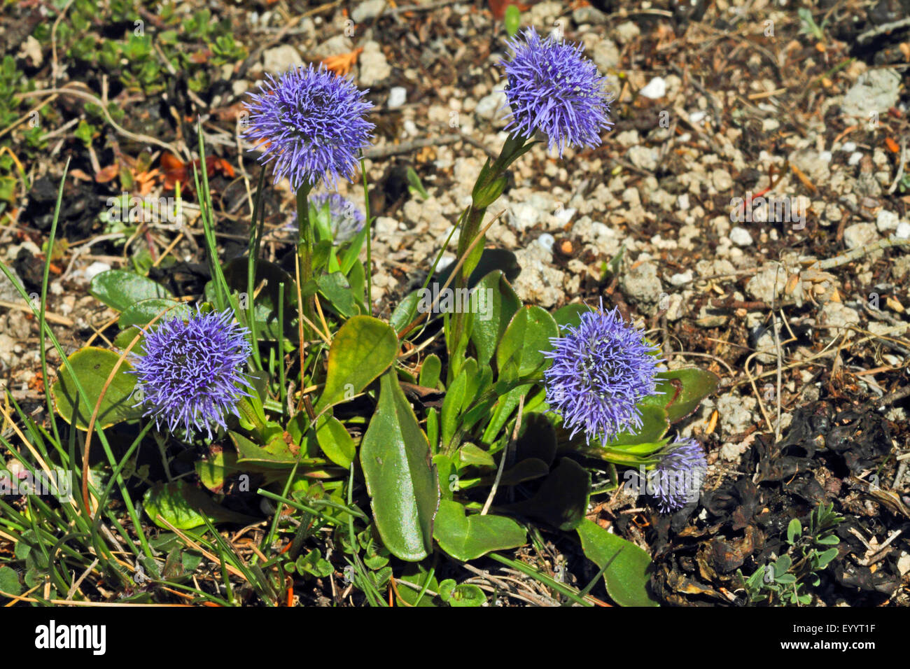 Ball Flower, Common Globularia, Common Globe Flower, Globe Daisy ...