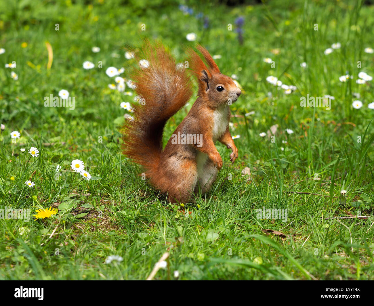 European red squirrel, Eurasian red squirrel (Sciurus vulgaris), in a ...