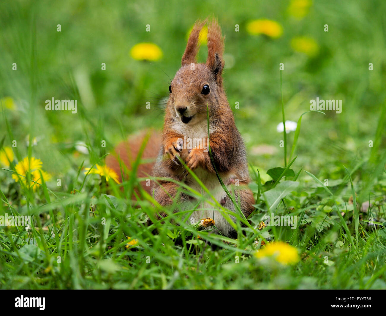 European red squirrel, Eurasian red squirrel (Sciurus vulgaris), in a ...