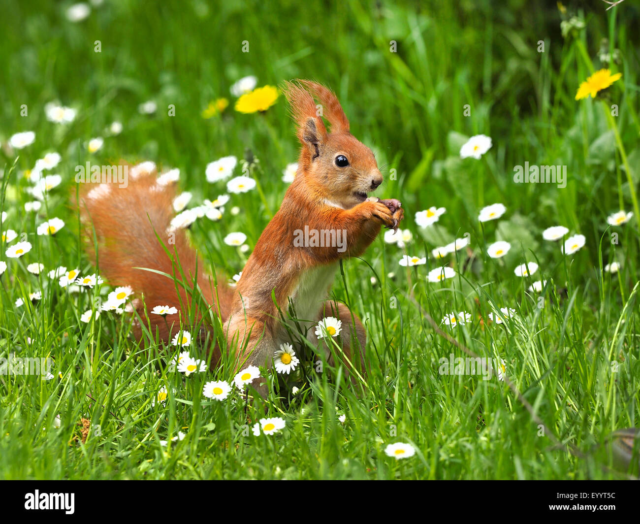 European red squirrel, Eurasian red squirrel (Sciurus vulgaris), in a ...