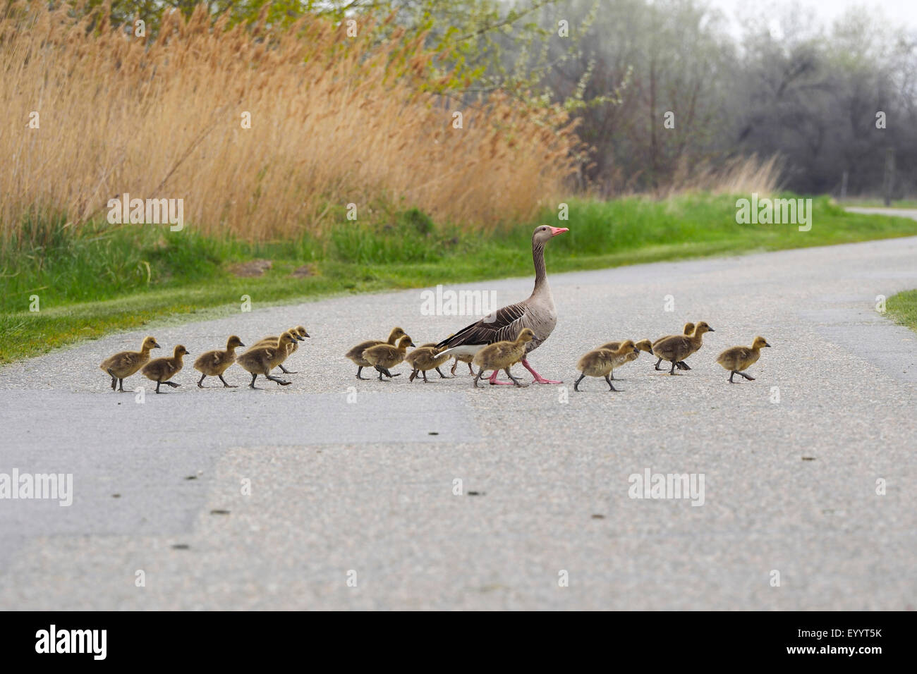 greylag goose (Anser anser), greylag goose with chicks crossing a ...