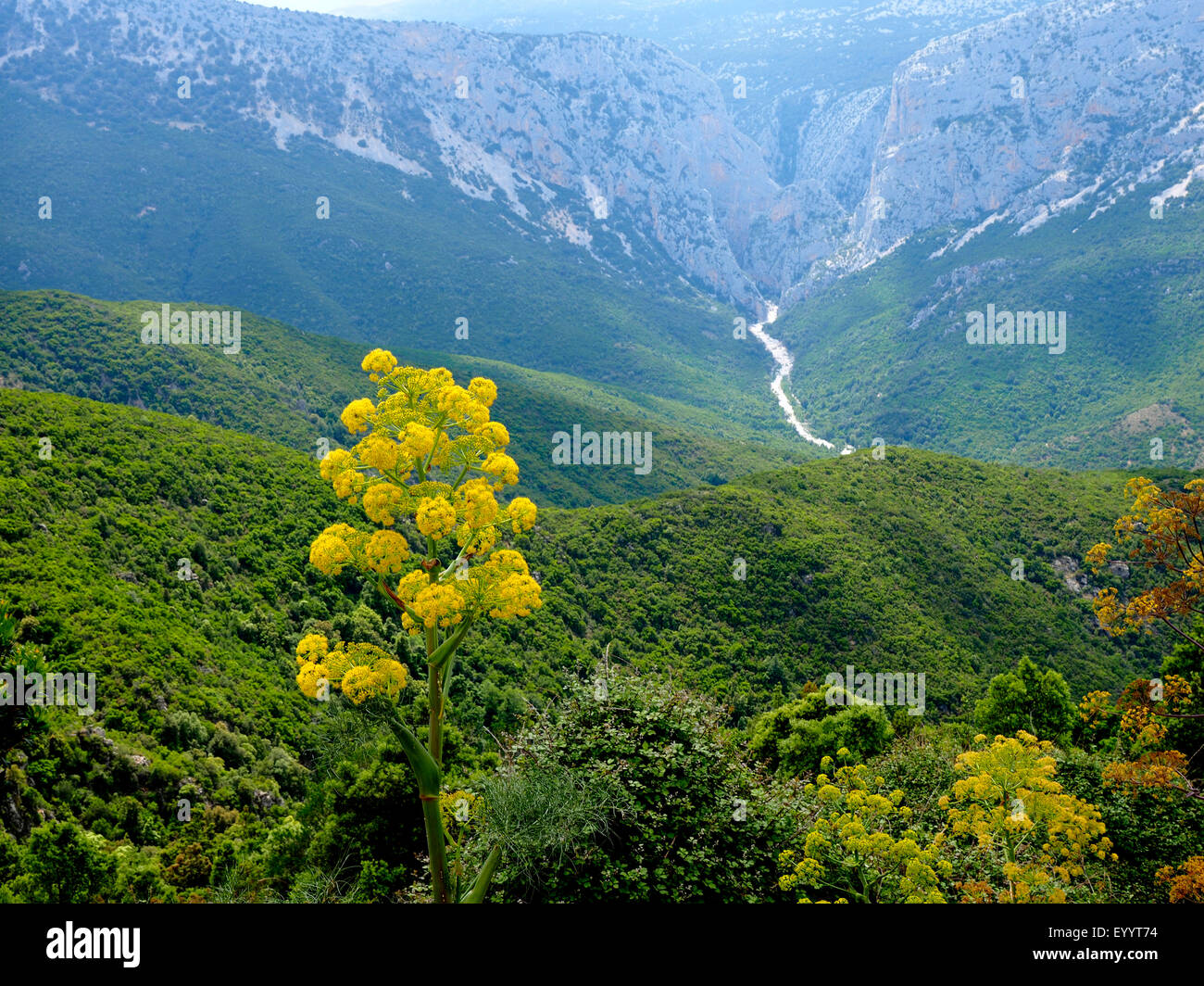 Ferula communis flowers hi-res stock photography and images - Alamy