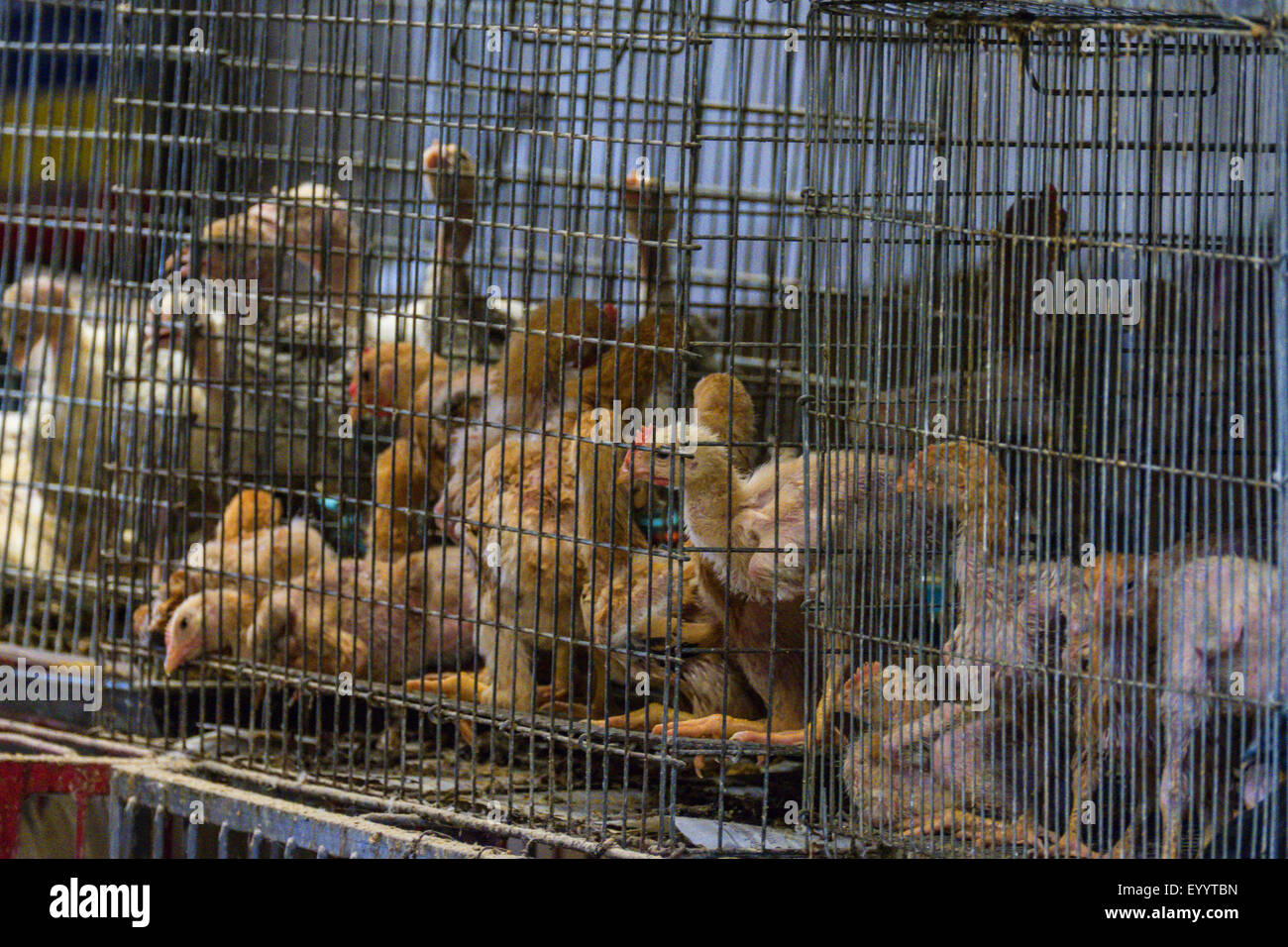 Poultry stand hi-res stock photography and images - Alamy